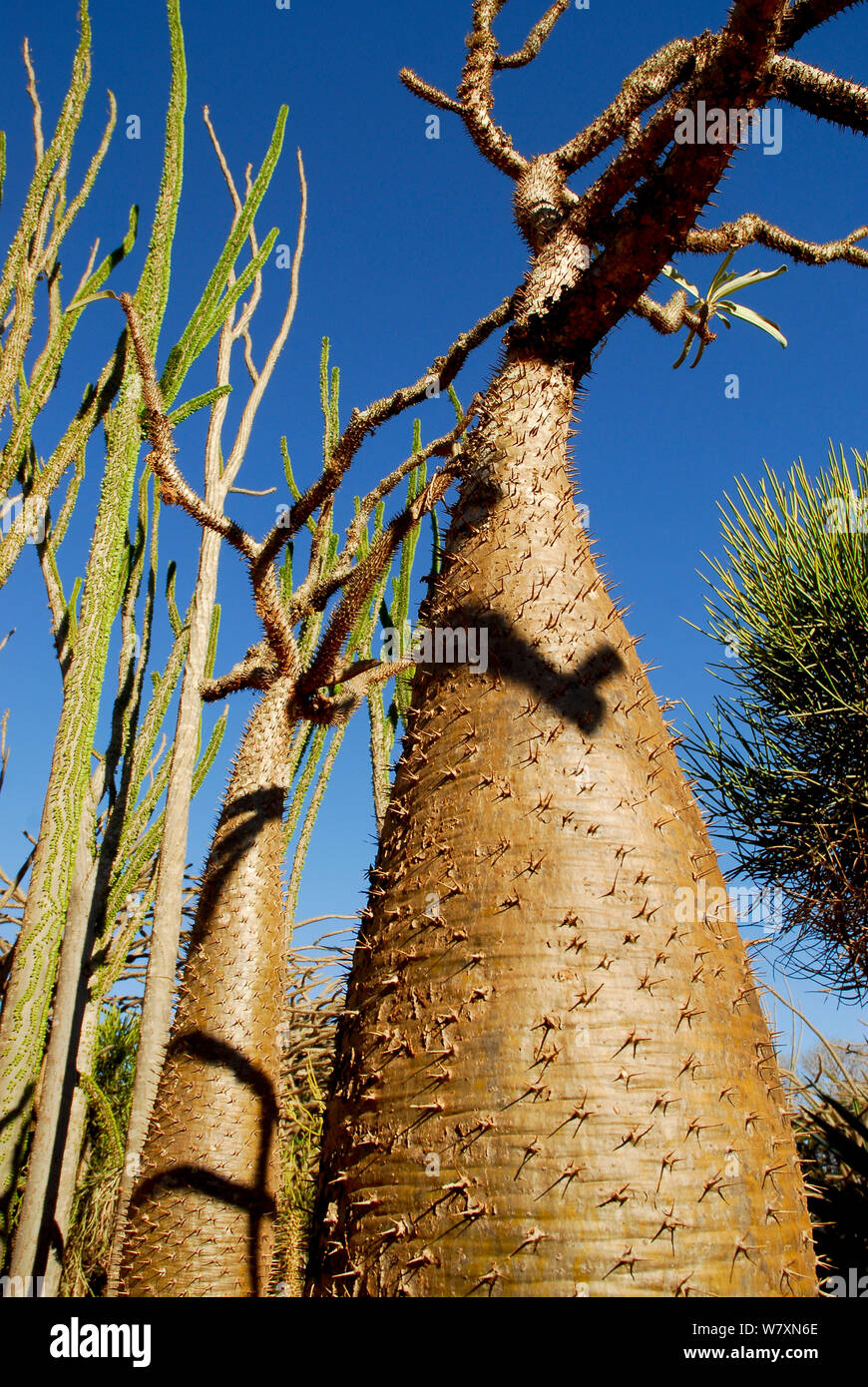 Spiny tree hi-res stock photography and images - Alamy