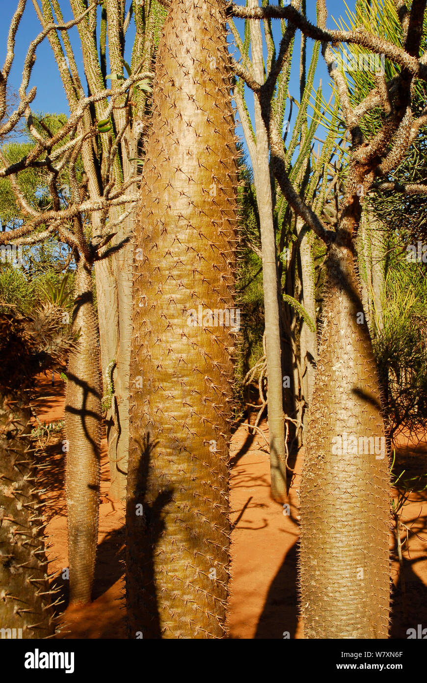 Spiny tree hi-res stock photography and images - Alamy