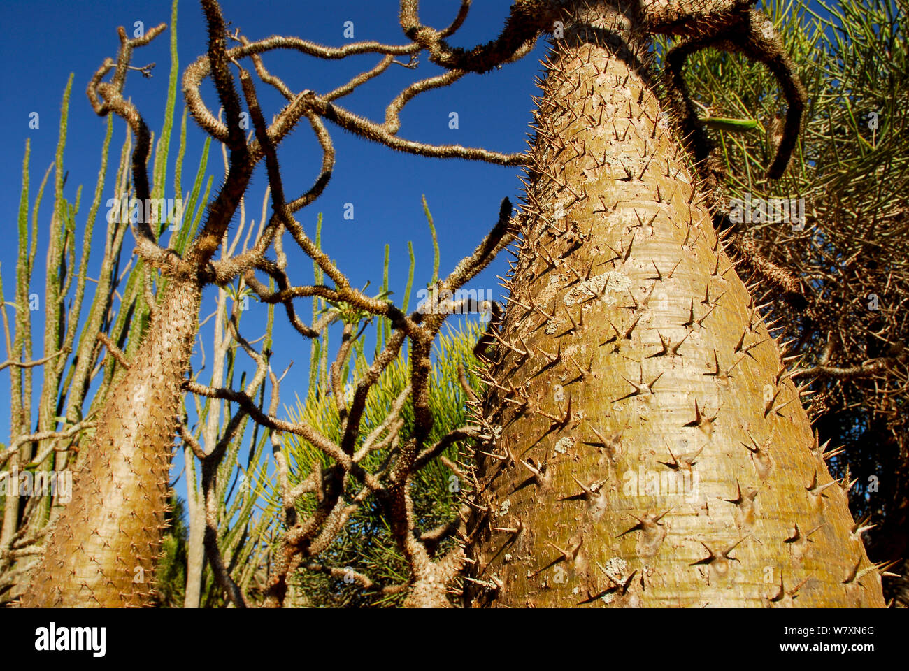 Spiny tree trunk (Pachypodium sp) Berenty Reserve, Madagascar Stock ...