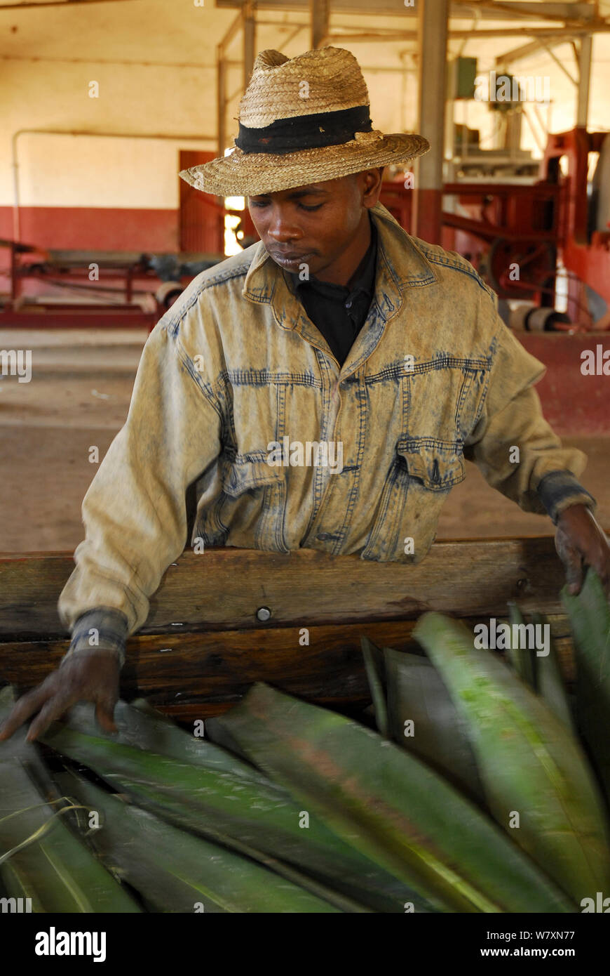 Sisal factory in madagascar sisal hi-res stock photography and images ...