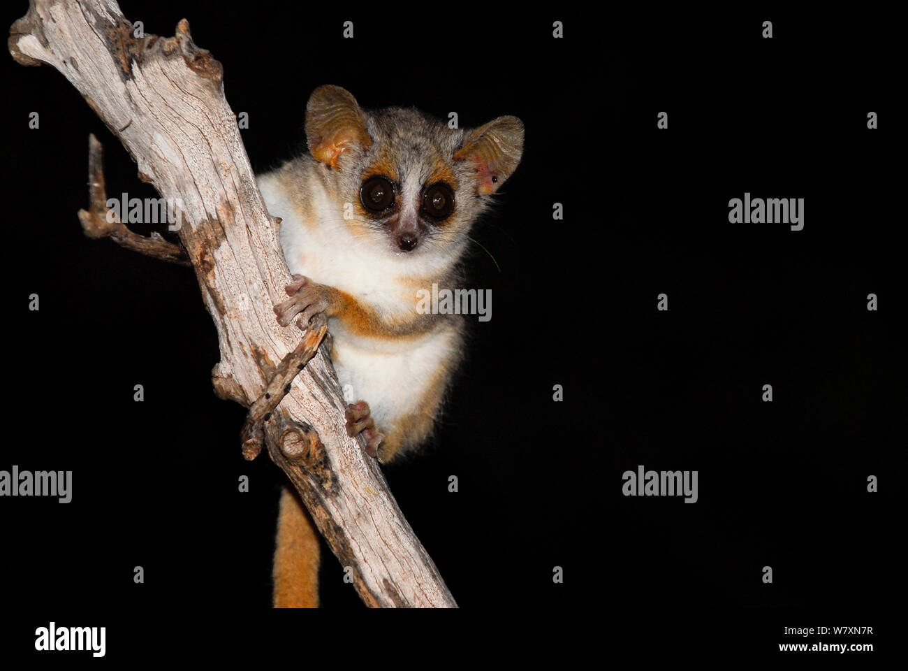 Nocturnal species hi-res stock photography and images - Alamy