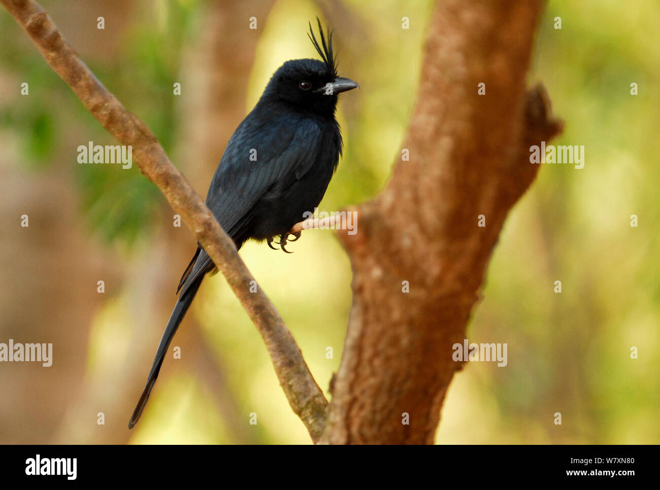 Madagascar crested drongo hi-res stock photography and images - Alamy