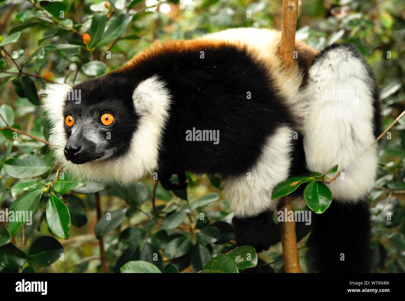 White-belted black and white ruffed lemur (Varecia variegata subcinta ...