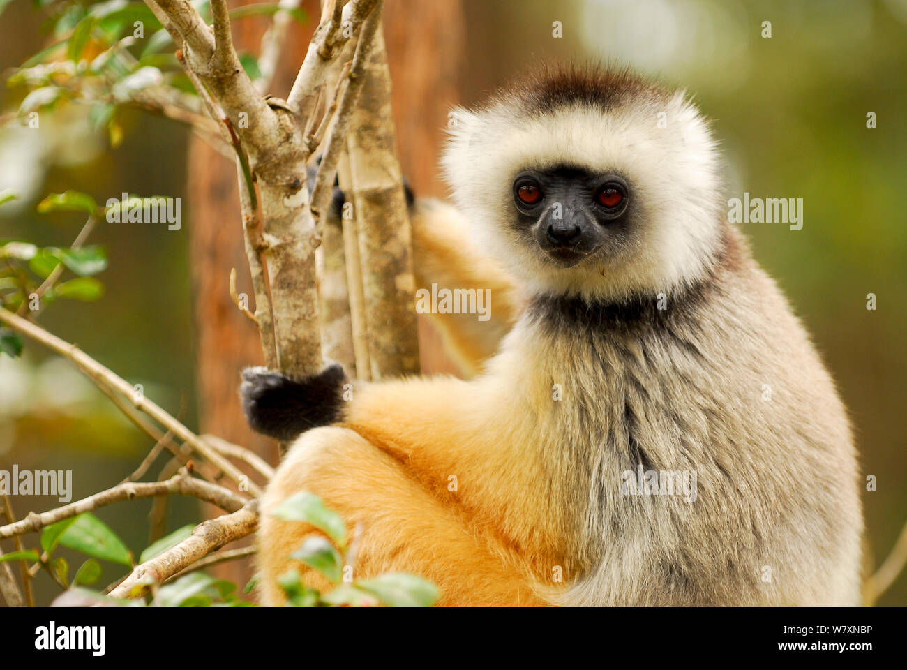 Diademed sifaka (Propithecus diadema) portrait. Semi captive, private ...
