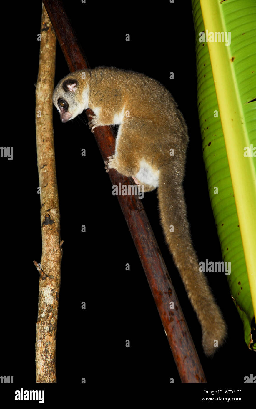 Furry-eared dwarf lemur (Cheirogaleus crossleyi) Andasibe-Mantadia ...