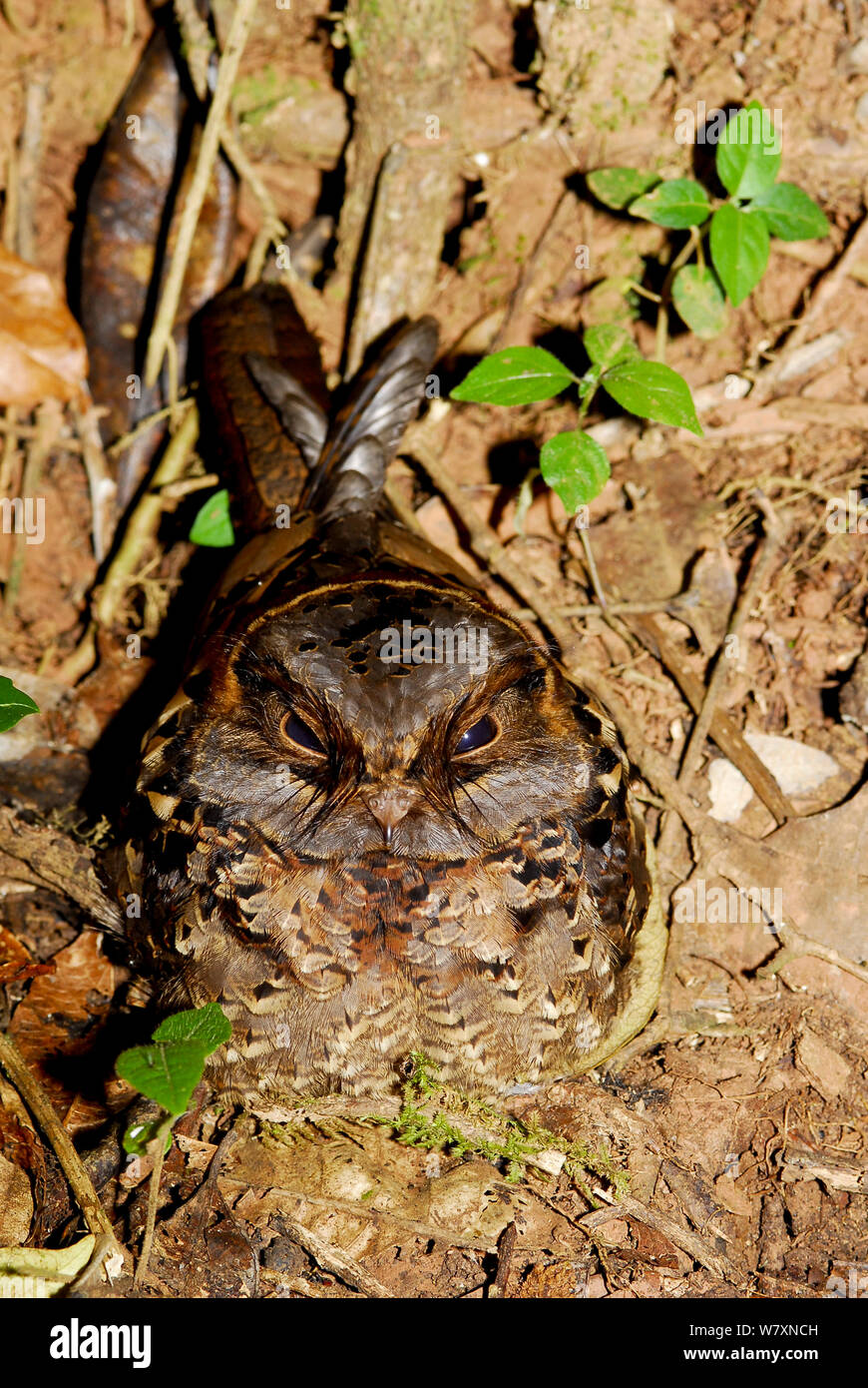 Madagascar nightjar hi-res stock photography and images - Alamy