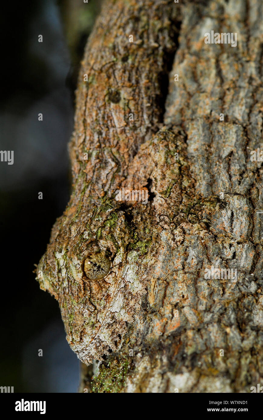 Leaf Tailed Gecko Camouflage