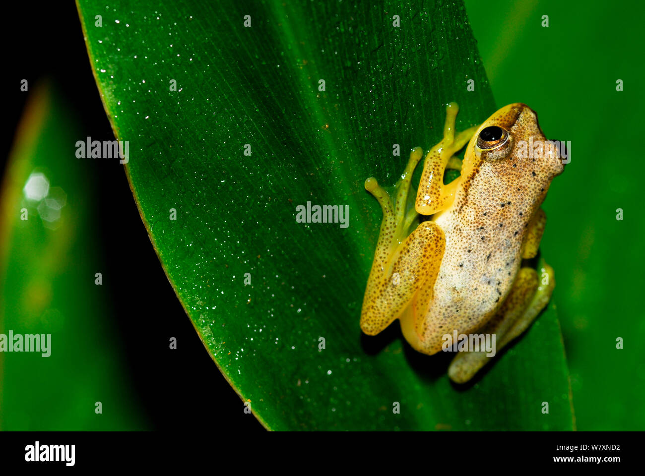 Green bright-eyed frog (Boophis viridis) on leaf, Andasibe-Mantadia ...