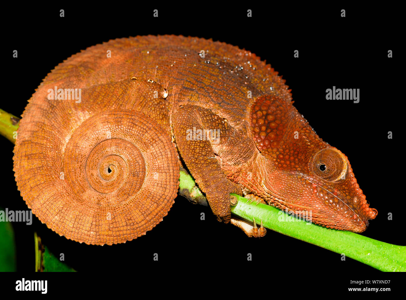 Short-horned / Elephant-eared chameleon (Calumma brevicornis) at night ...