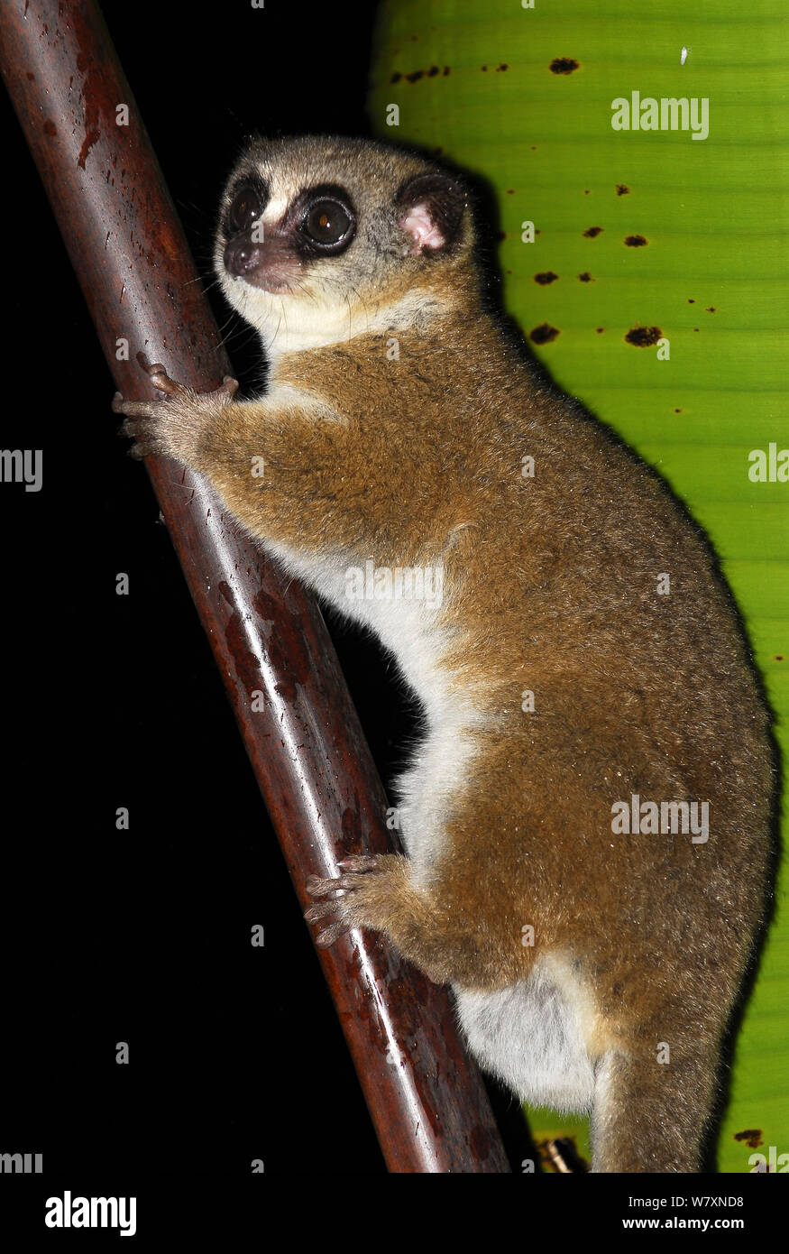 Furry-eared dwarf lemur (Cheirogaleus crossleyi) Andasibe-Mantadia ...