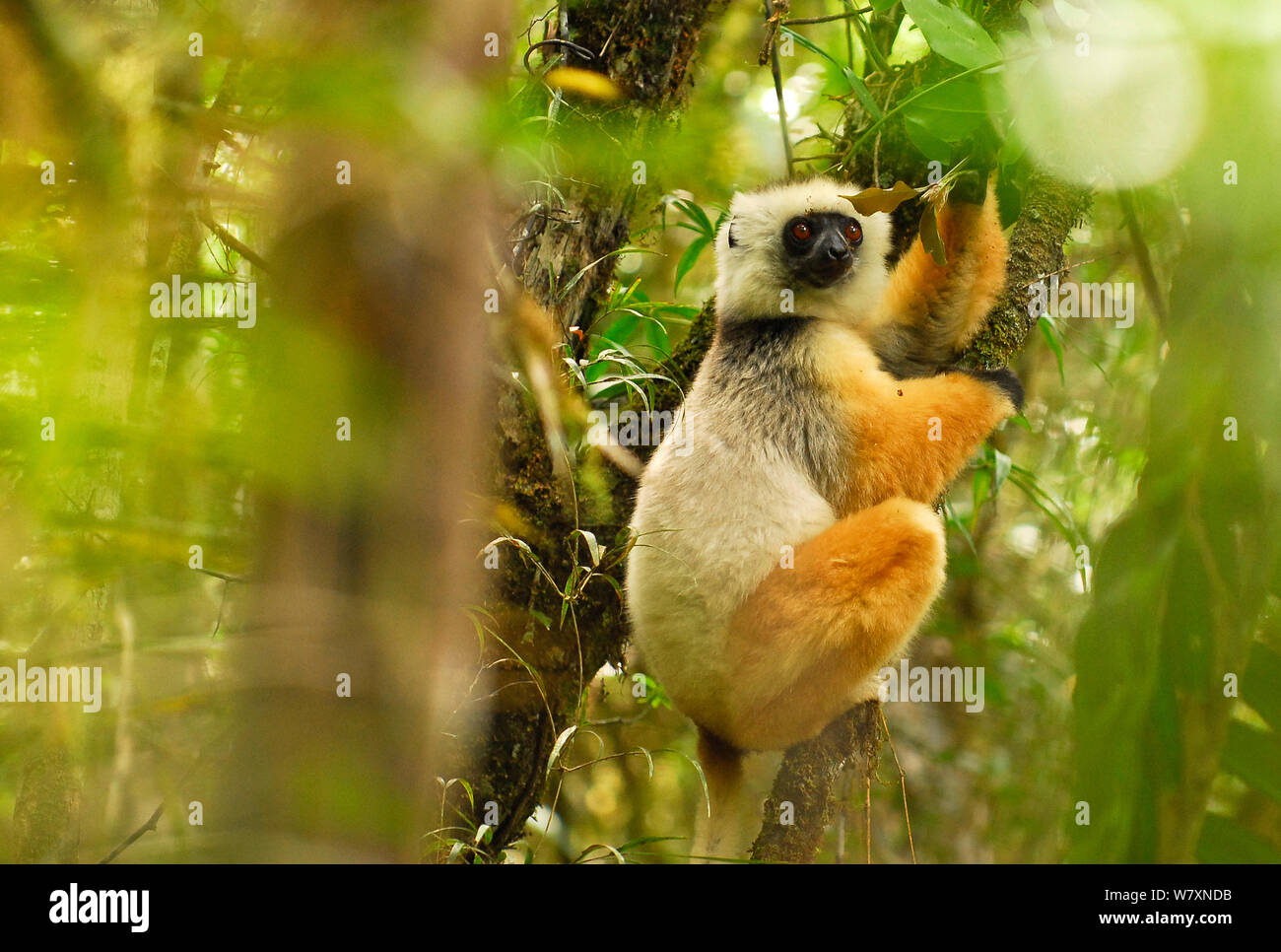 Diademed sifaka (Propithecus diadema) in tree, Andasibe-Mantadia ...
