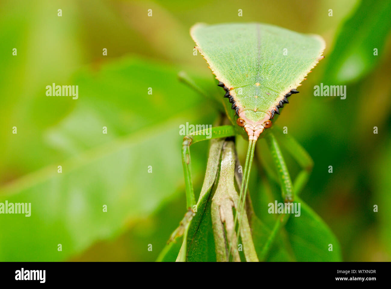 Camouflaged bush cricket katydid hi-res stock photography and images ...