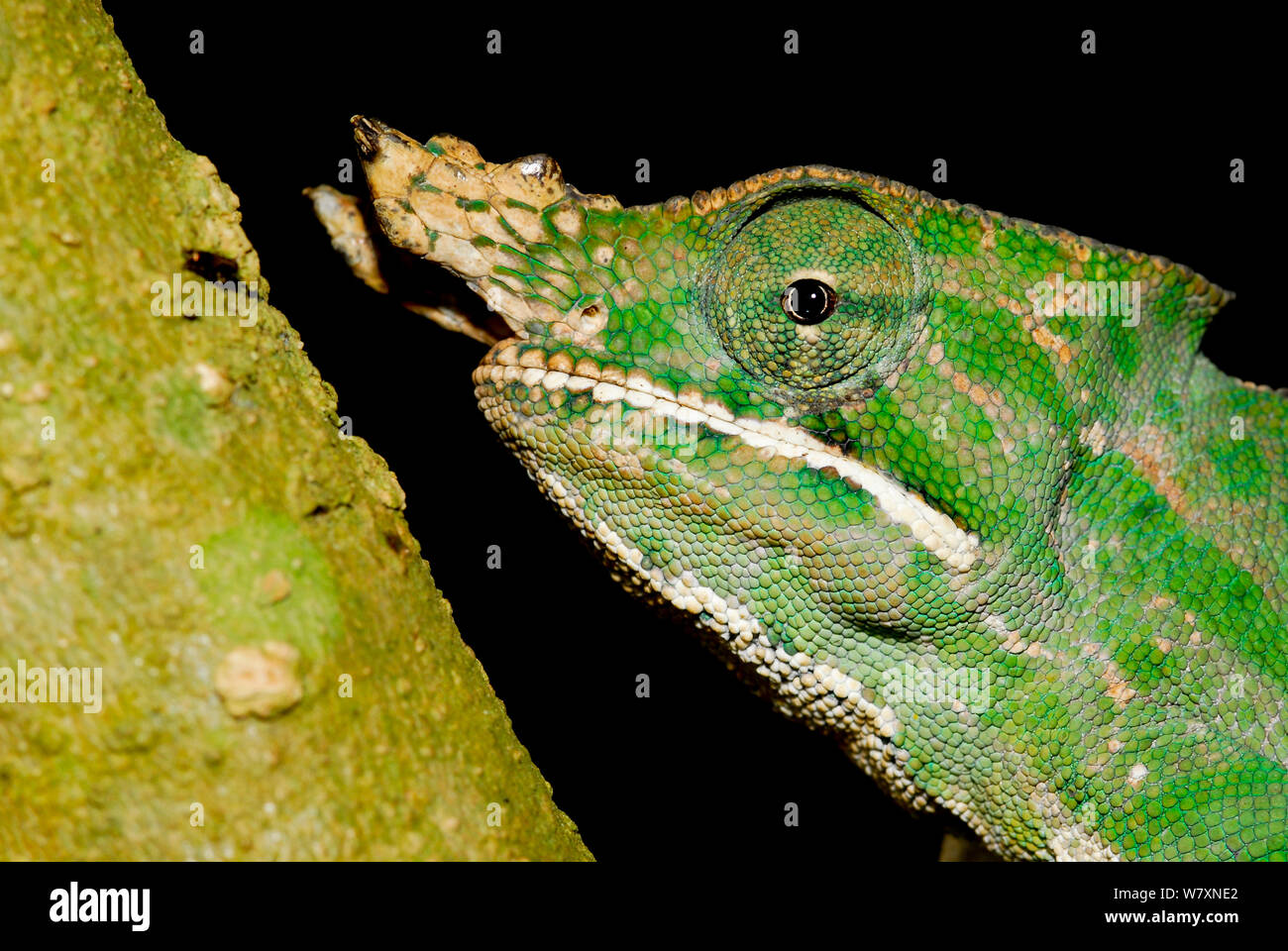 Two-banded chameleon (Furcifer balteatus) male portrait. Captive ...