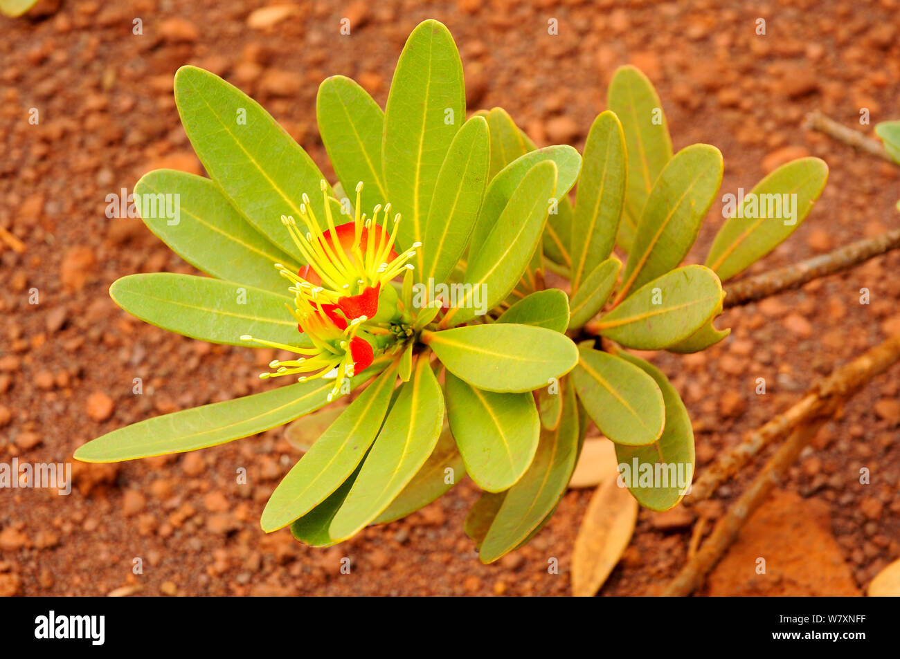 Plant (Xanthostemon auriantalun) Parc Provincial de la Rivière Bleue ...