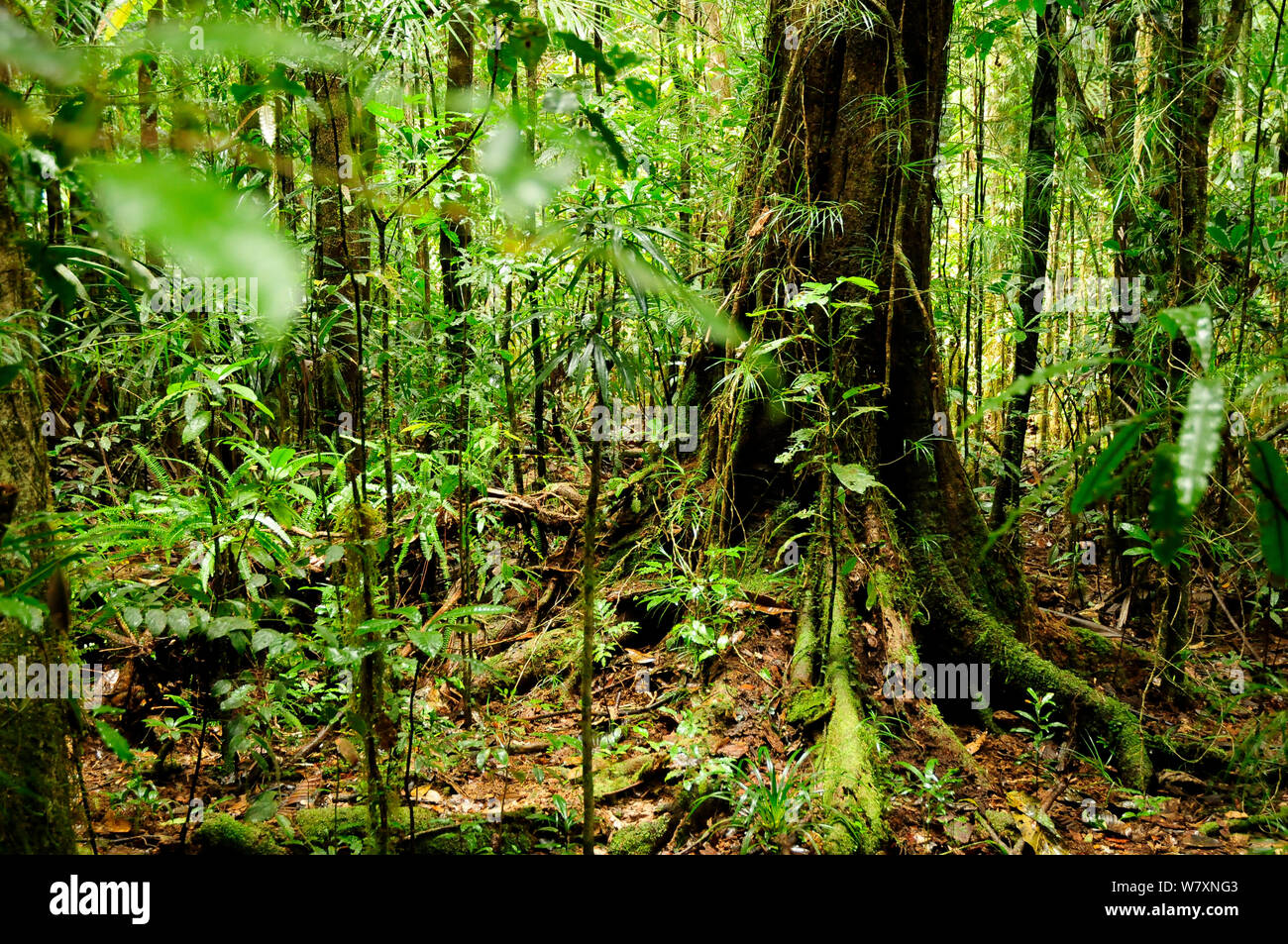 Tropical rainforest biodiversity hi-res stock photography and images ...