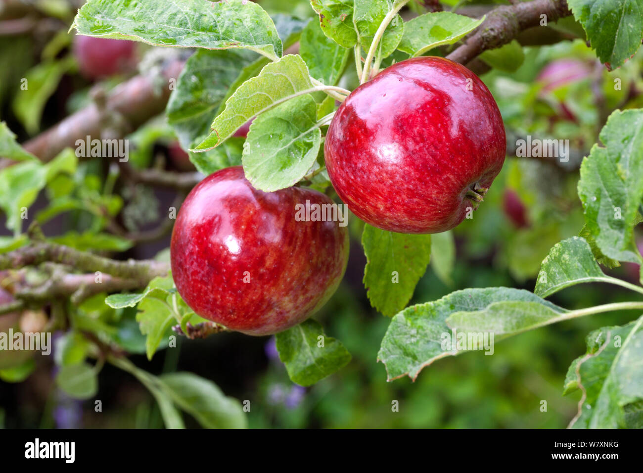 North american tree leaf hi-res stock photography and images - Alamy