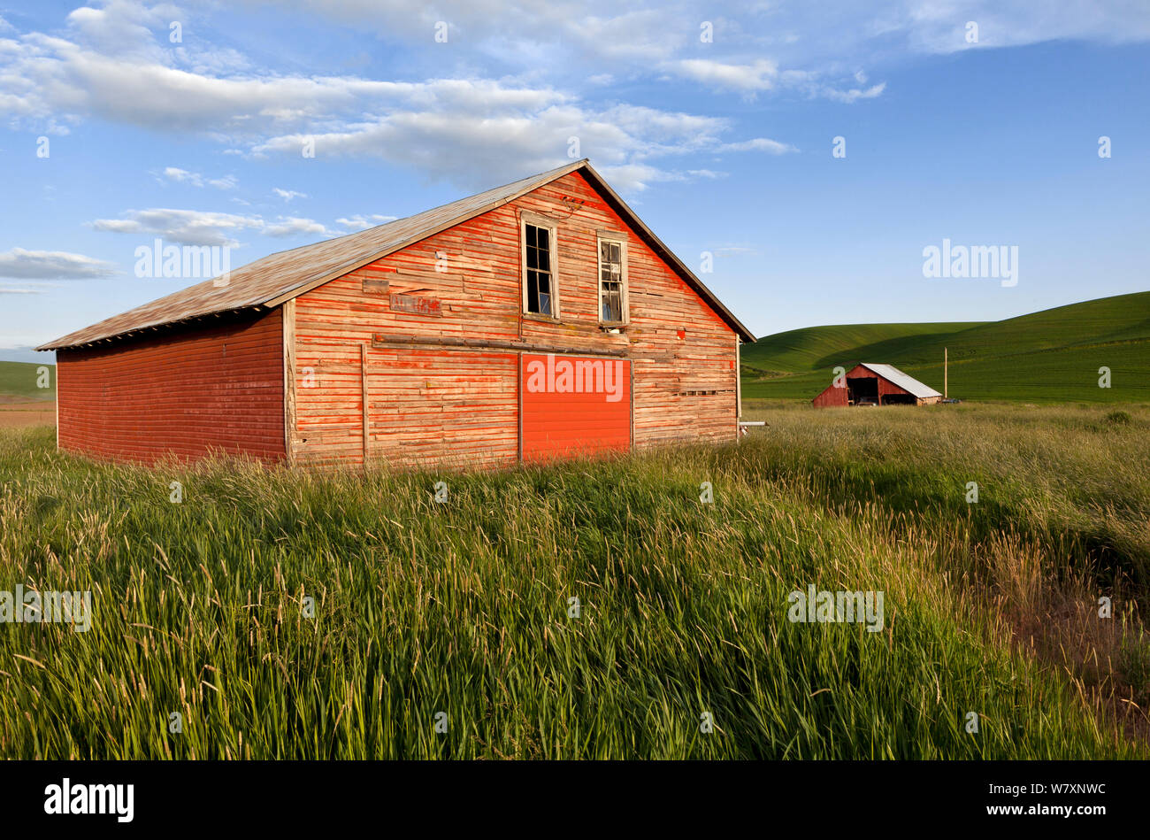 Palouse farmland and barns in Whitman County, Washington, USA, June ...