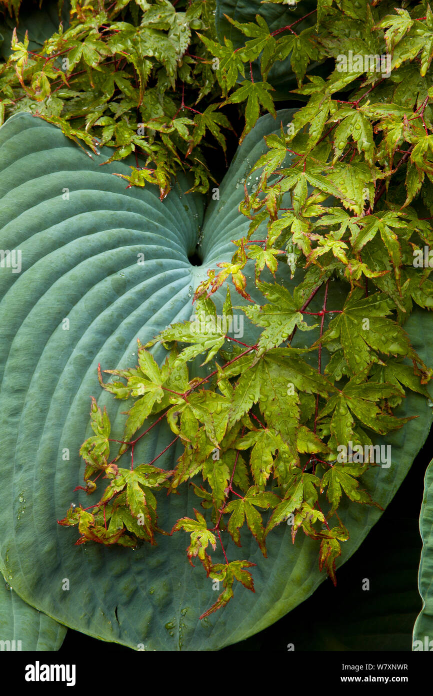 Tree of the maple hi-res stock photography and images - Alamy