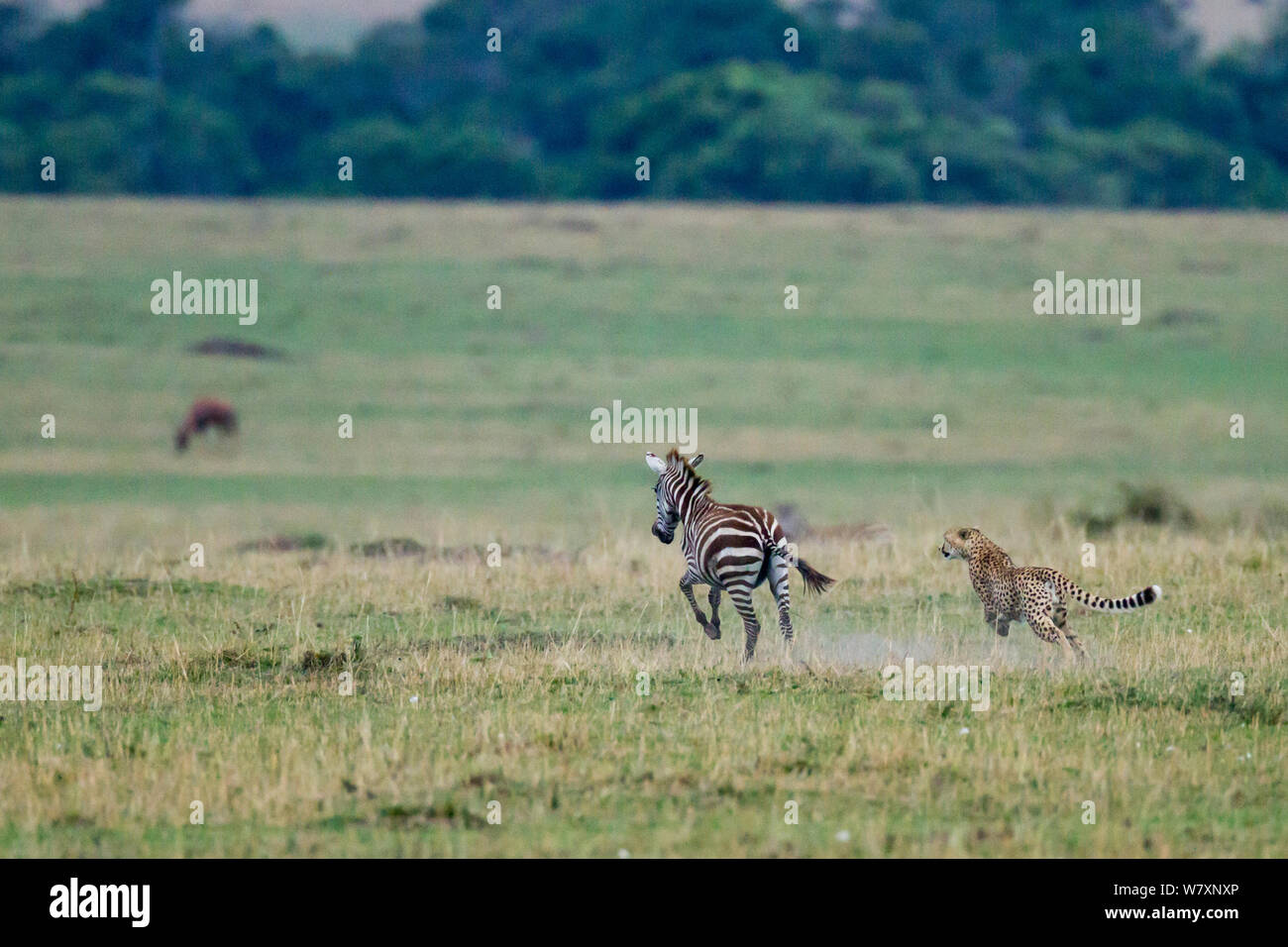 Animal chasing zebra hi-res stock photography and images - Alamy