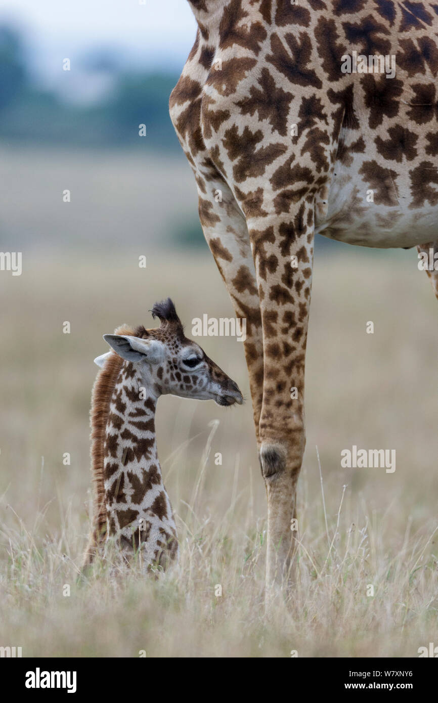 Giraffe lying down hi-res stock photography and images - Alamy