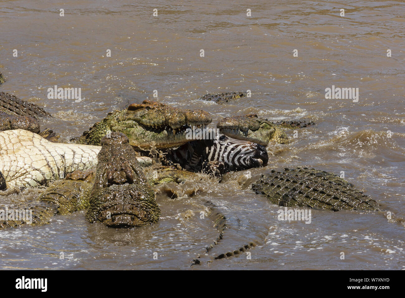 Starving group of Nile crocodiles (Crocodylus niloticus) feeding on ...