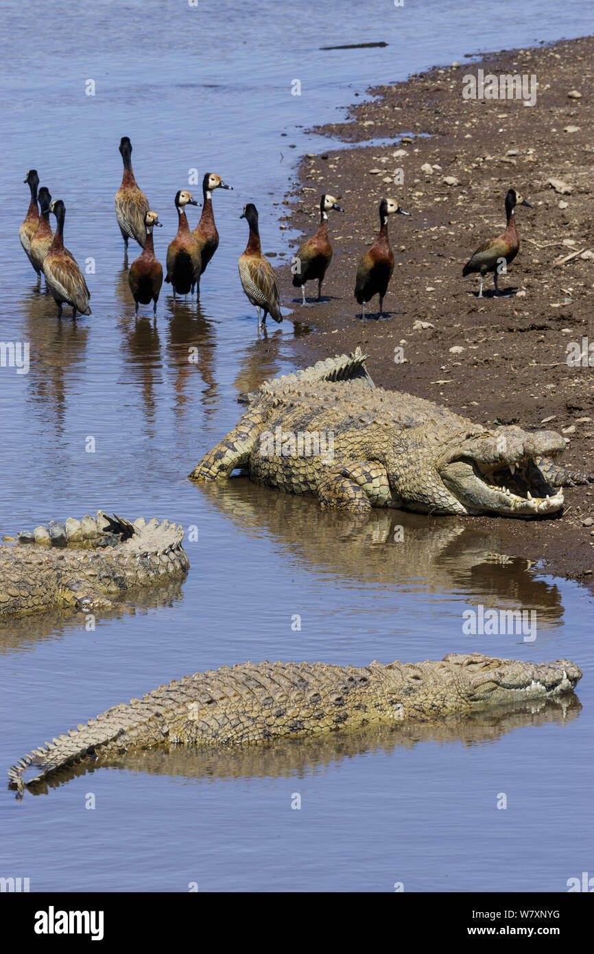 Crocodilus multiscutatus hi-res stock photography and images - Alamy