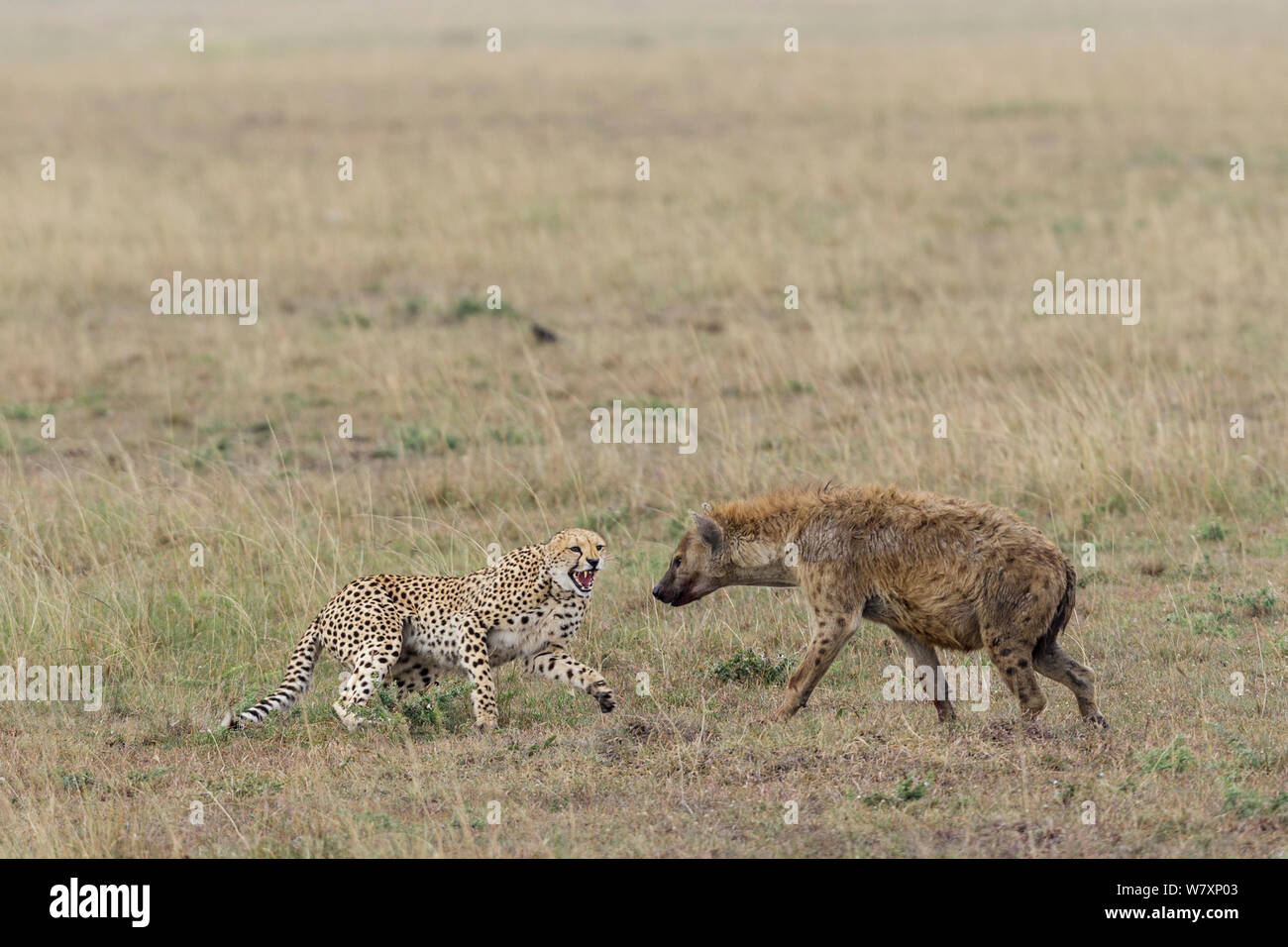 Cheetah laughing hi-res stock photography and images - Alamy