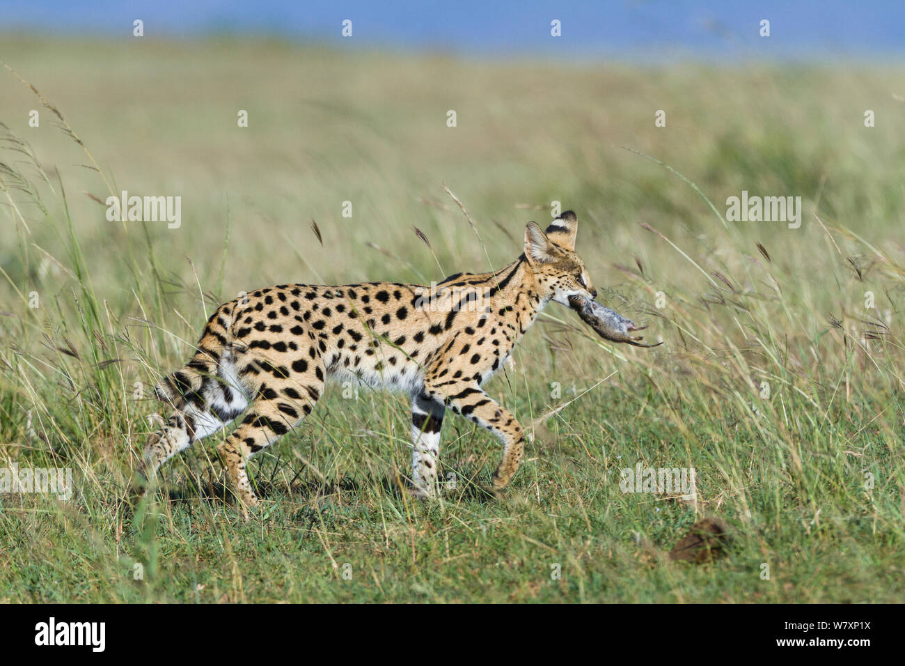 Serval (Leptailurus serval) walking, carrying rodent prey. Masai-Mara ...