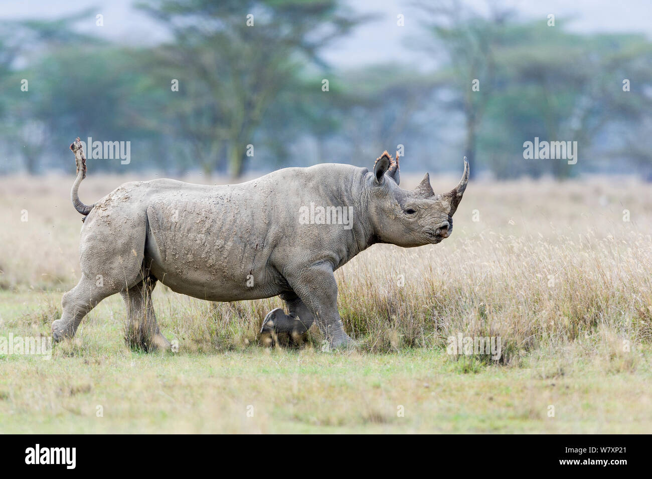 Black rhinoceros running hi-res stock photography and images - Alamy