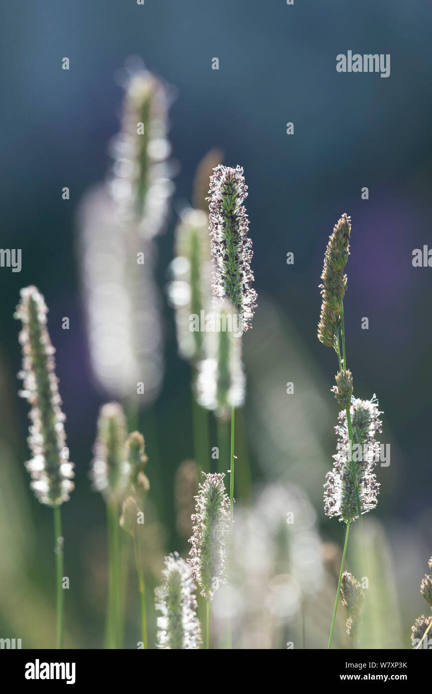 Detail of the Grass Meadow Foxtail (Alopecurus Geniculatus), Backlit ...