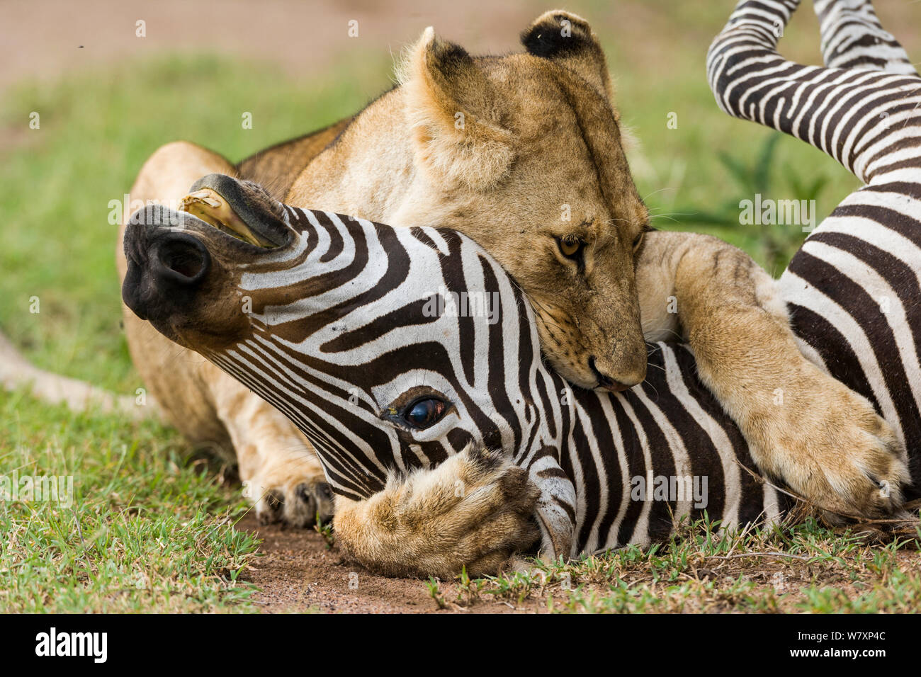 Lioness (Panthera leo) suffocating Zebra (Equus quagga) prey, Masai ...