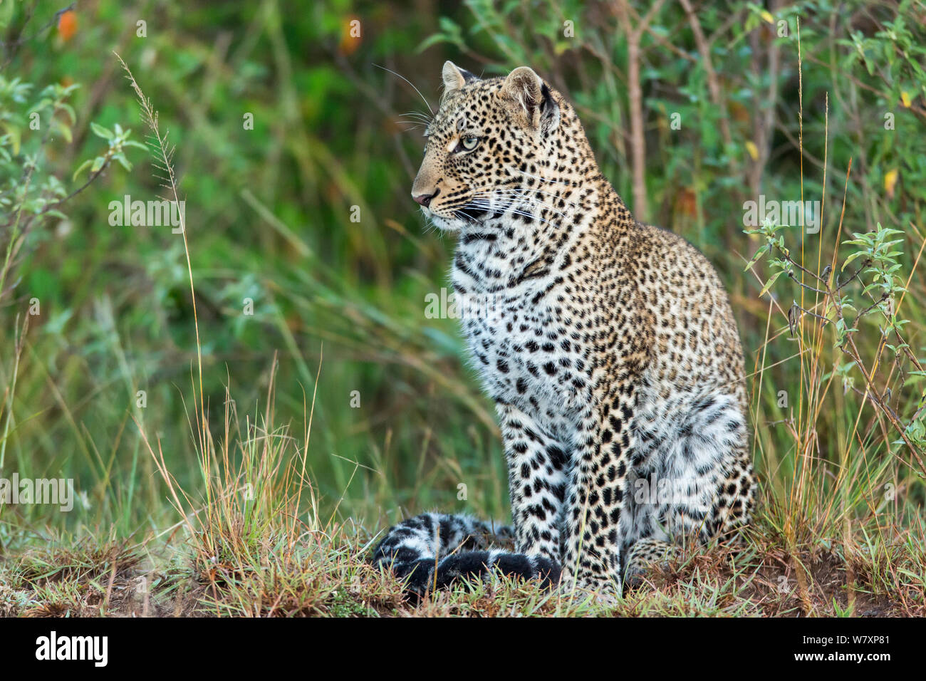 Leopard seated hi-res stock photography and images - Alamy