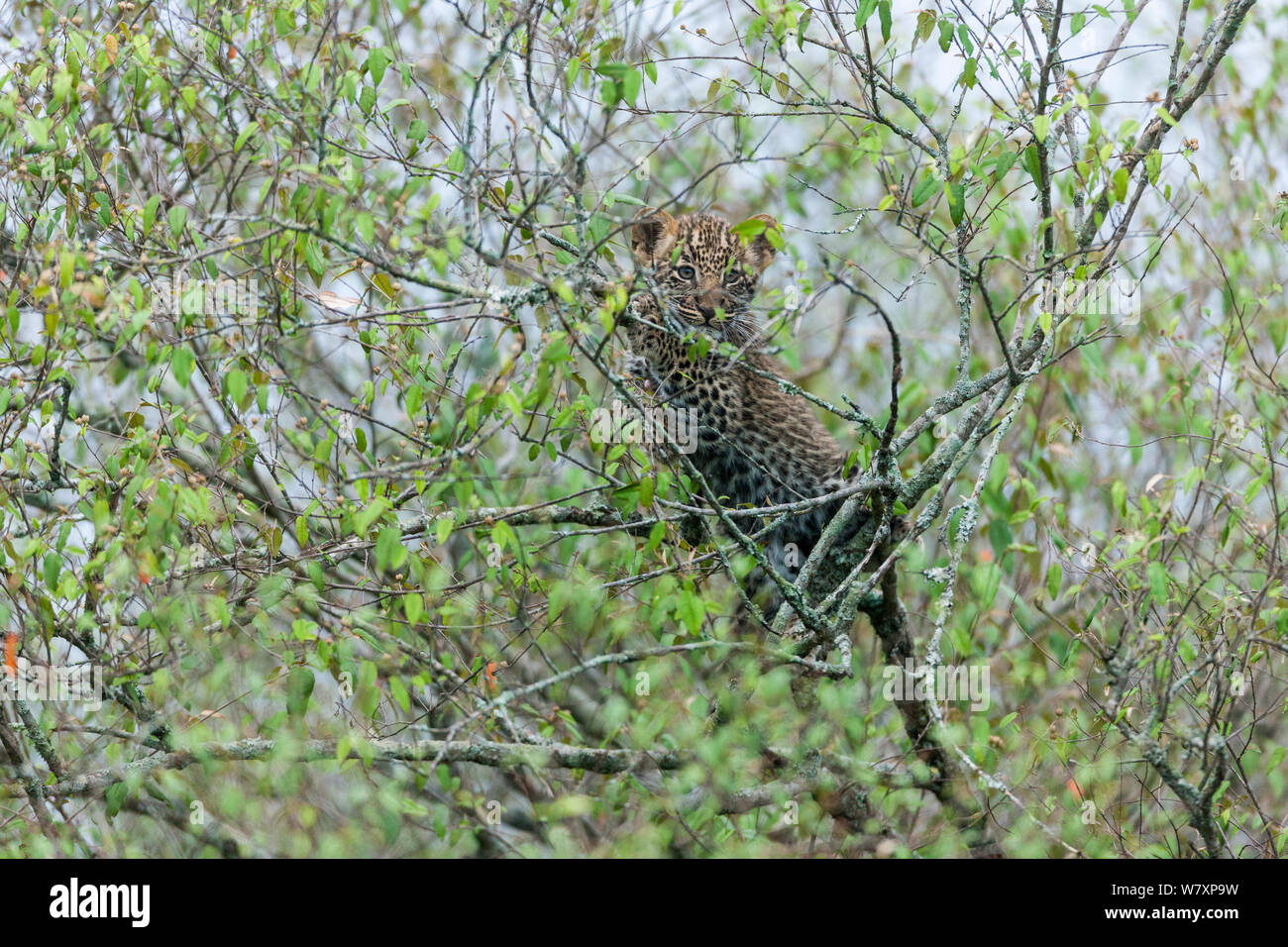 Panthera pardus cub weeks africa hi-res stock photography and images ...