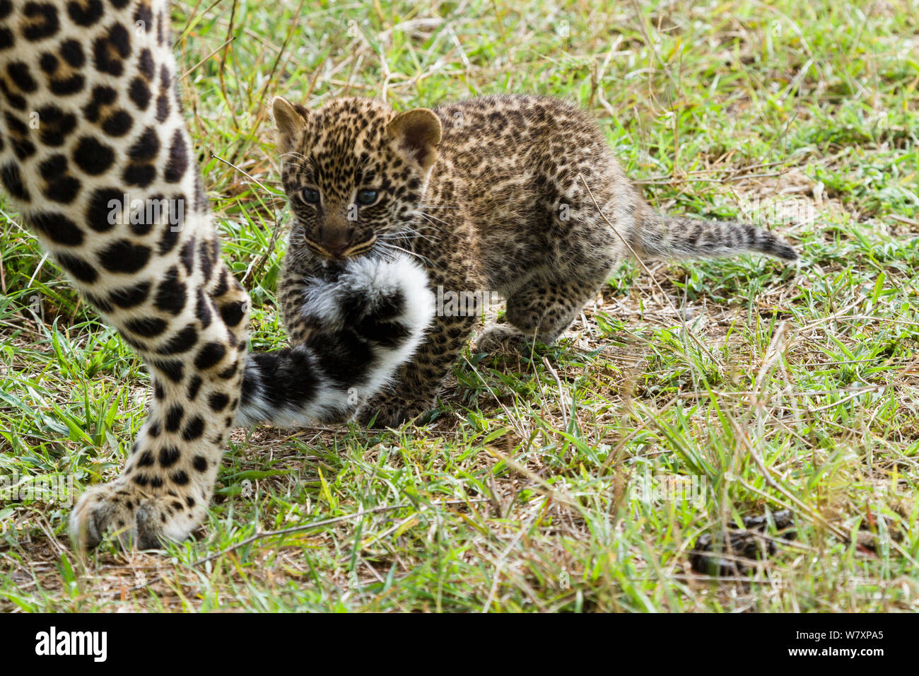 Leopards tail hi-res stock photography and images - Alamy