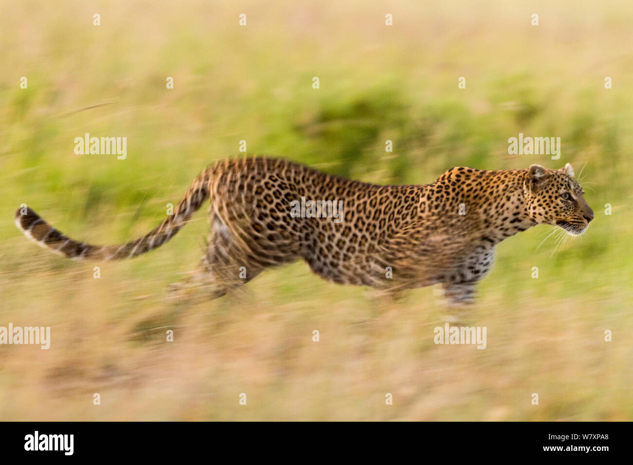 Leopard running side view hi-res stock photography and images - Alamy