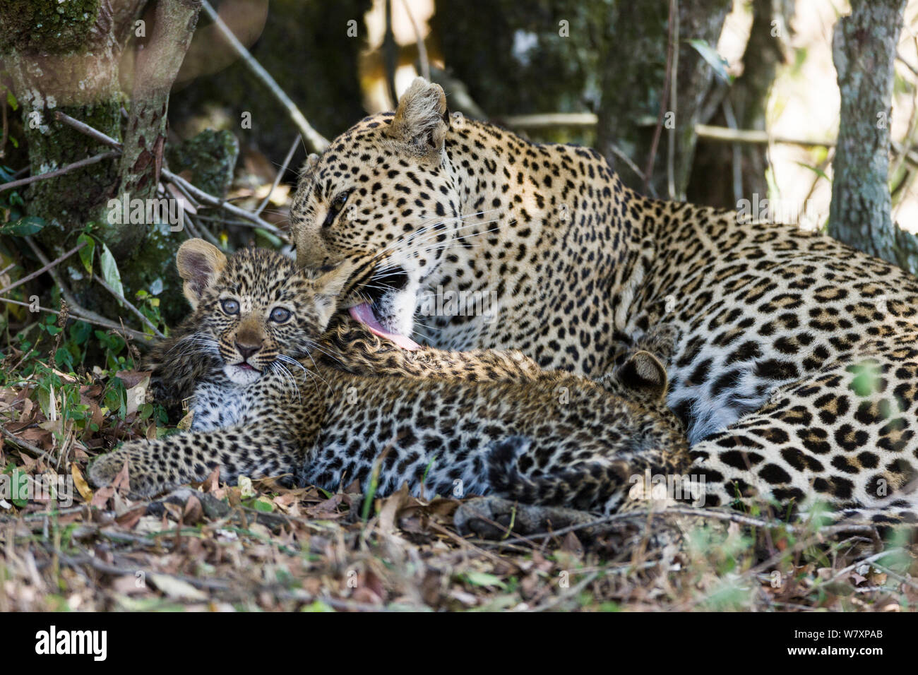Leopard (Panthera pardus) female licking cub aged 2 months, Masai-Mara ...