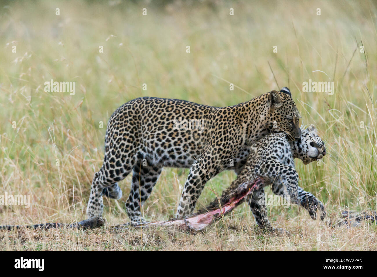 Female leopard with dead cub hi-res stock photography and images - Alamy