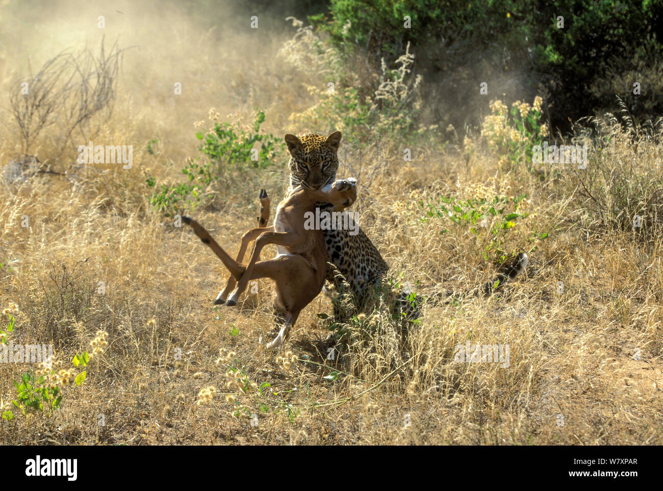 Leopards and impala hi-res stock photography and images - Alamy