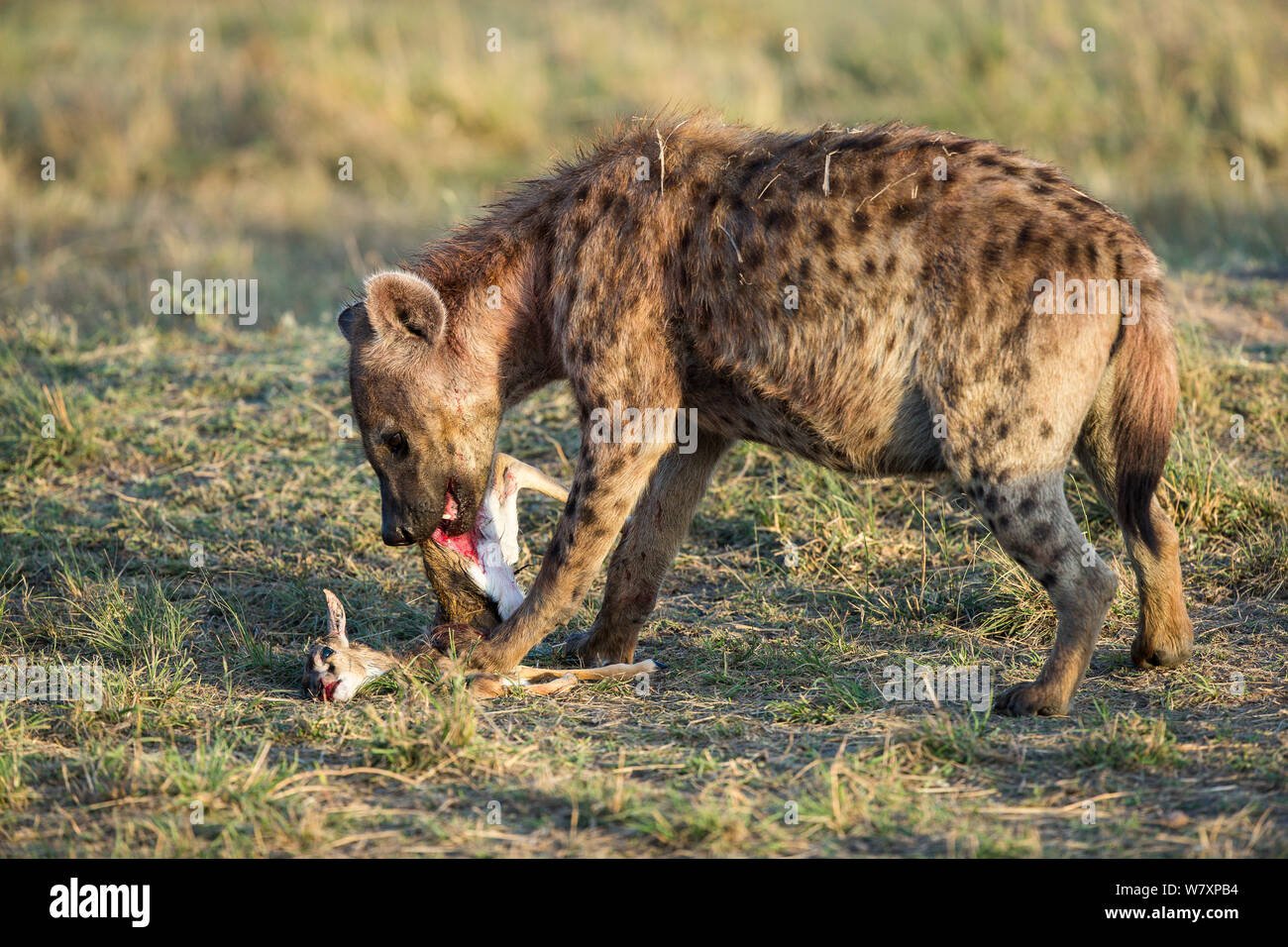 Female laughing hyena spotted hyena hi-res stock photography and images ...