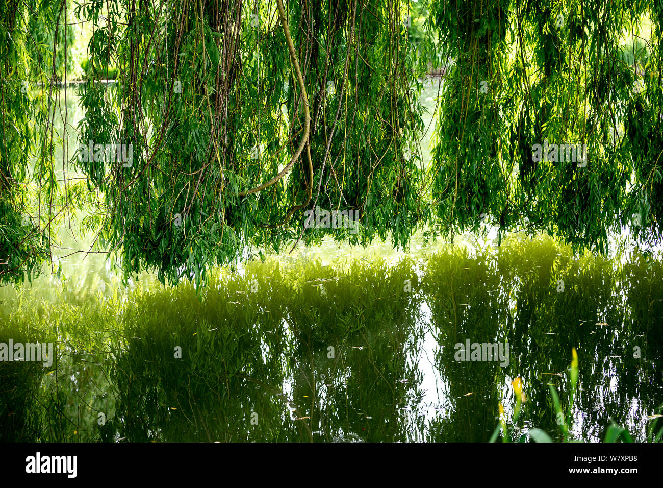Weeping willow on a pond in santeny, france Stock Photo - Alamy
