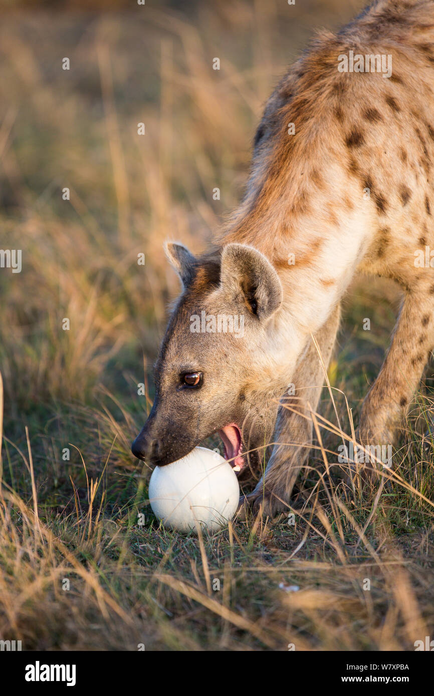 Spotted hyaena (Crocuta crocuta) female picking up Ostrich (Struthio ...