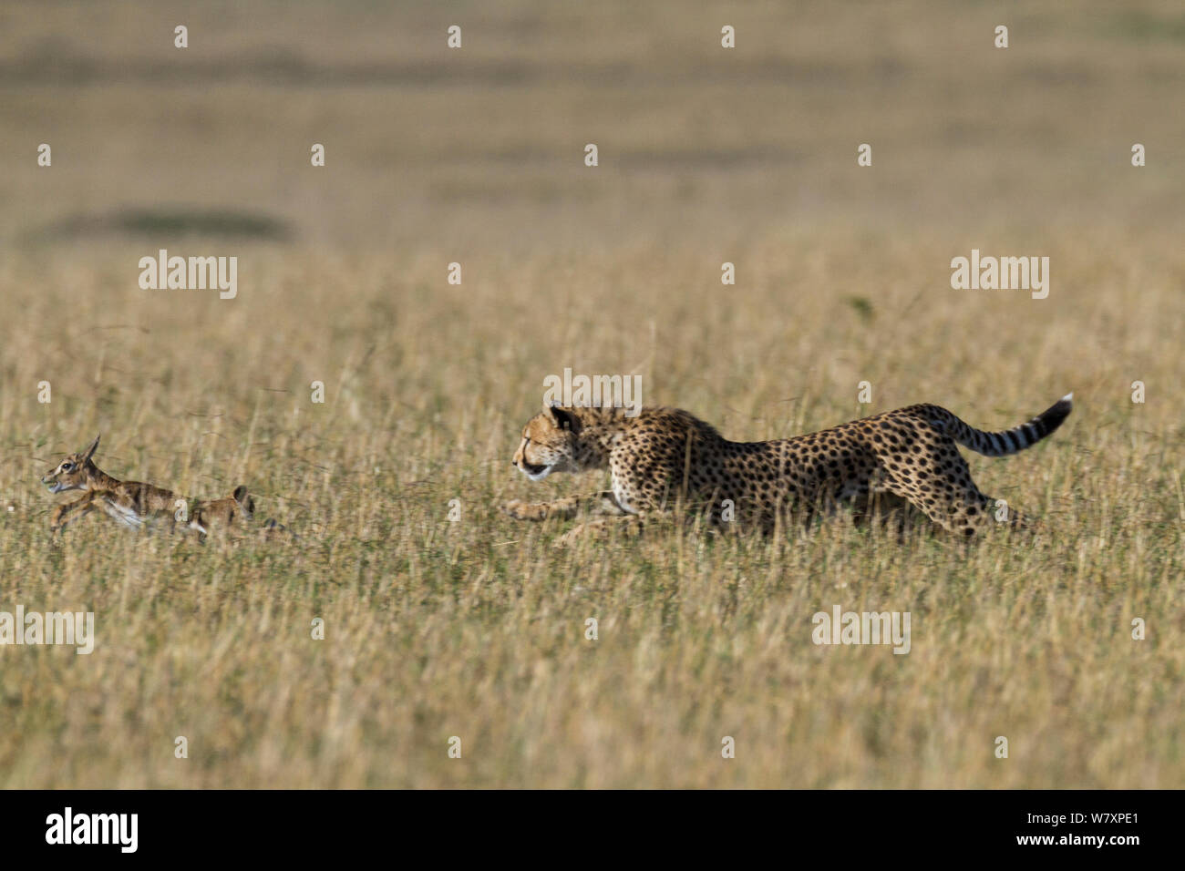 Cheetah Chasing Gazelle Gif