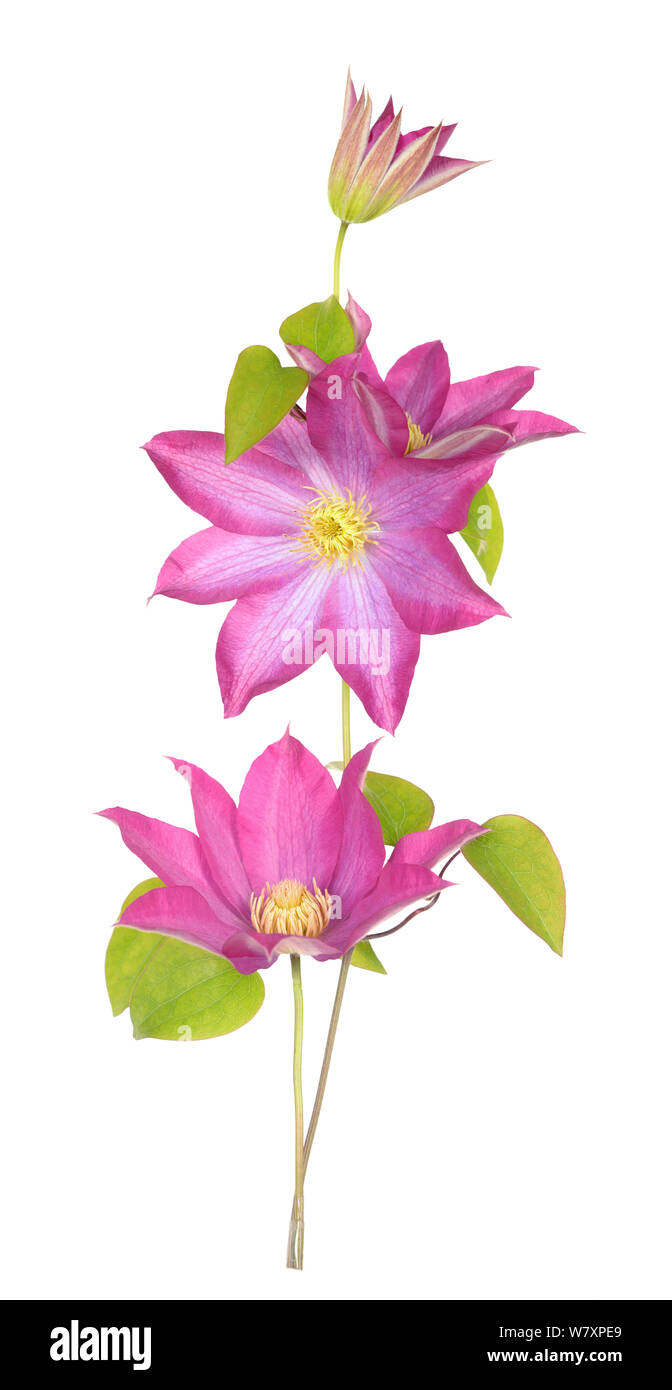 a bunch purple clematis isolated on white background Stock Photo - Alamy