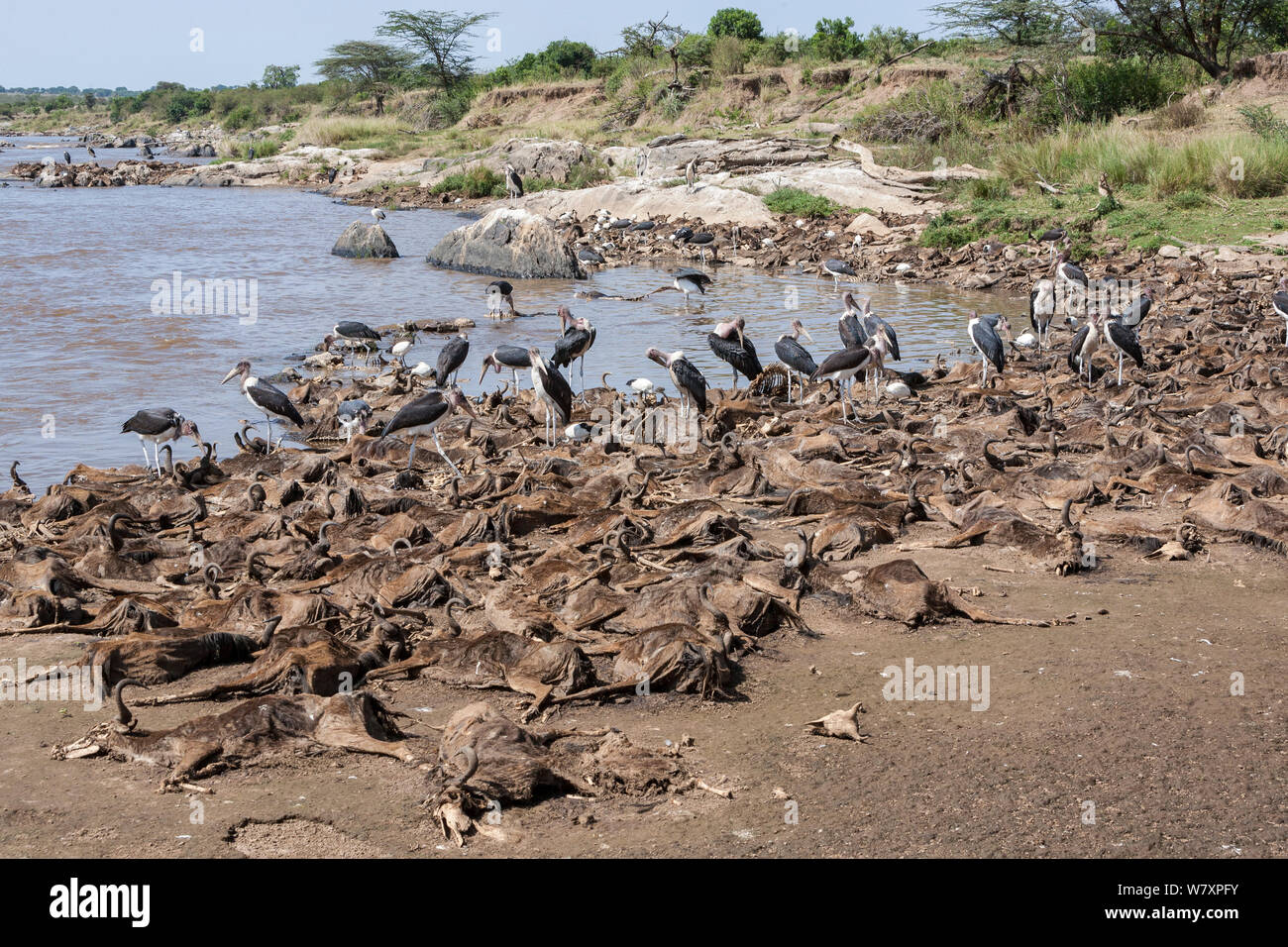 Group of dead wildebeest hi-res stock photography and images - Alamy