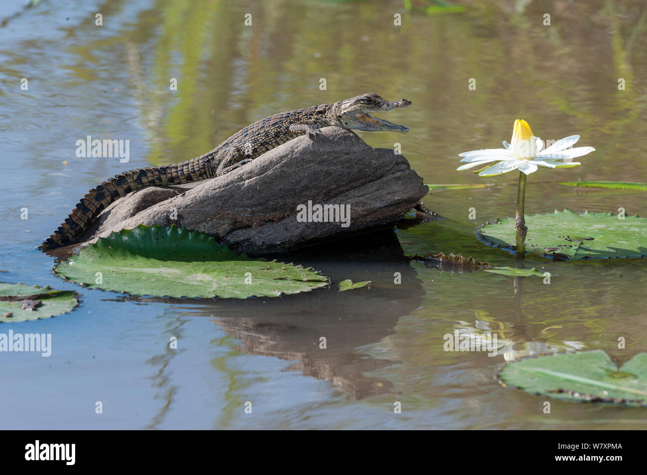 Young Nile crocodile (Crocodylus niloticus) on rock, Rongai river ...