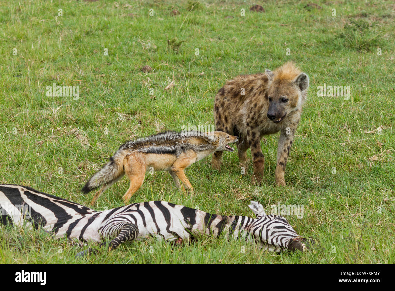 Black backed jackal and hyena hi-res stock photography and images - Alamy