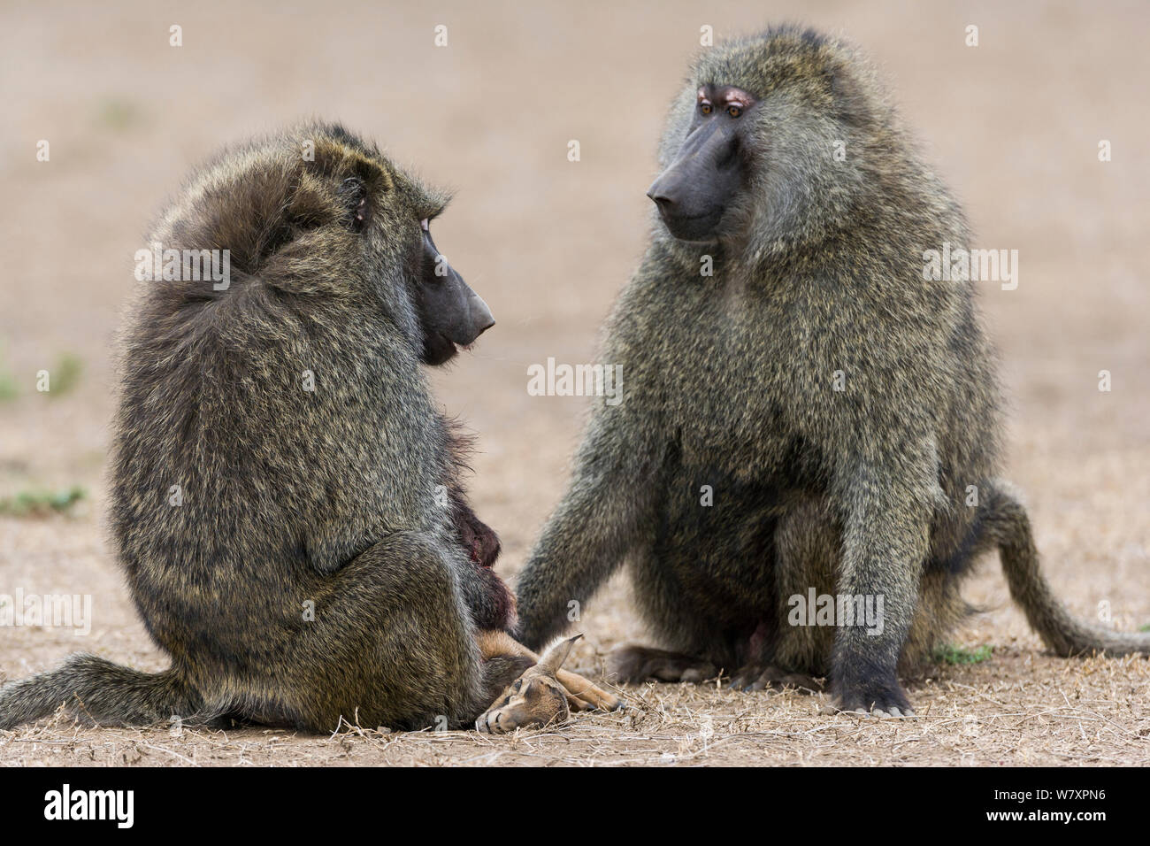 Male Olive baboons (Papio anubis) with newborn Thomson's gazelle ...