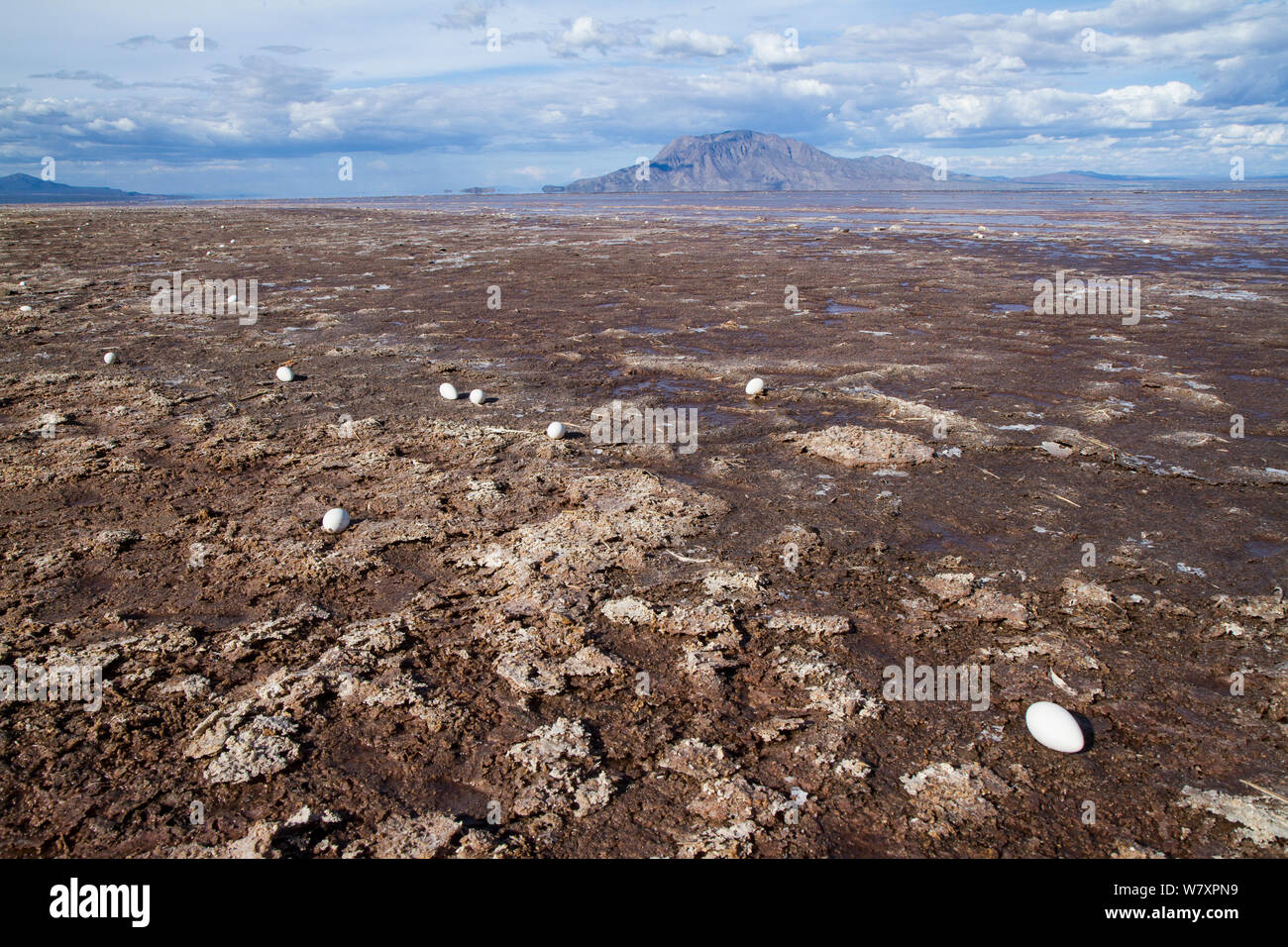 Abandoned Lesser flamingo (Phoeniconaias minor) eggs with volcano ...