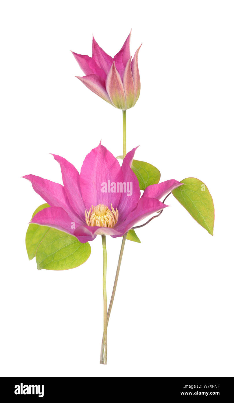 a bunch purple clematis isolated on white background Stock Photo - Alamy
