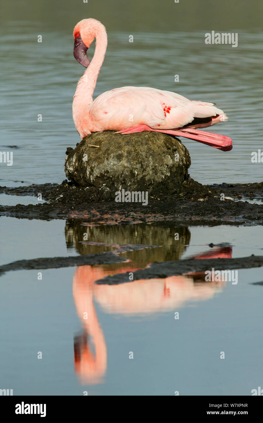 Lesser flamingo (Phoeniconaias minor) on nest, Nakuru National Park ...